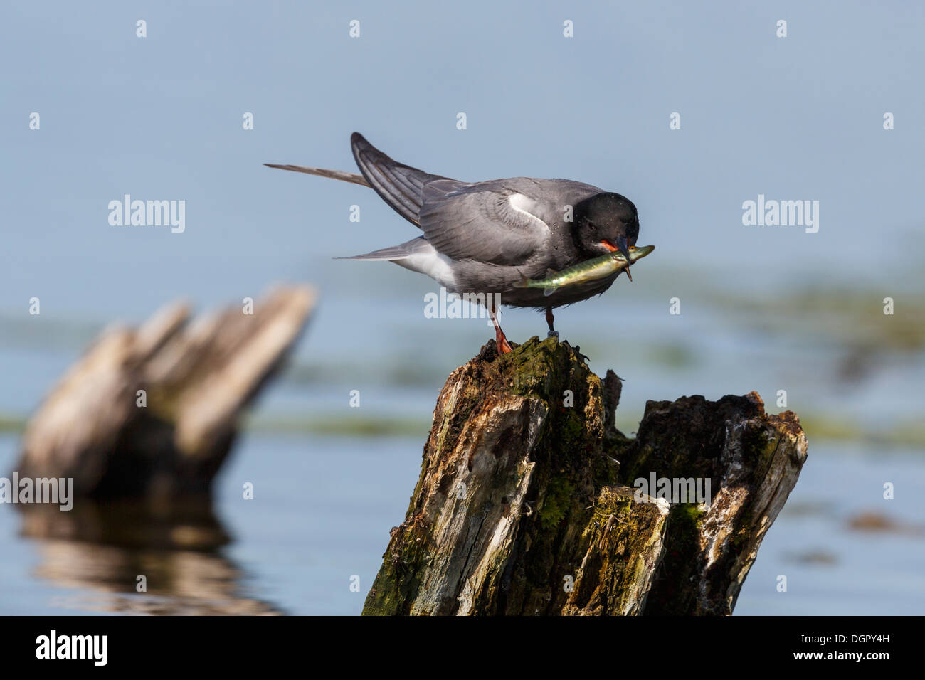 Fish eating insects hi-res stock photography and images - Alamy