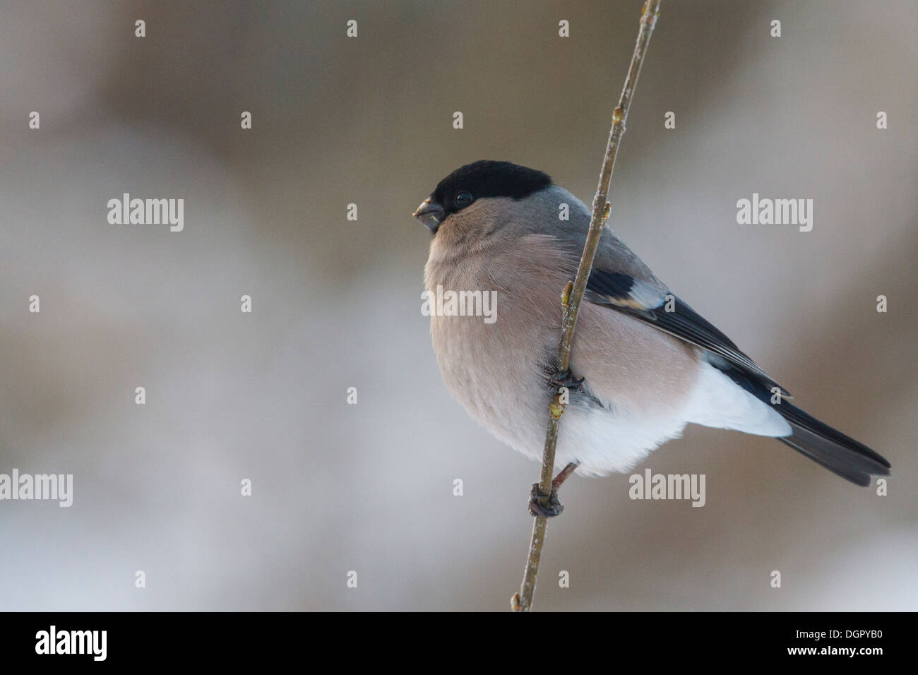 Bullfinch - Pyrrhula pyrrhula - female Stock Photo - Alamy