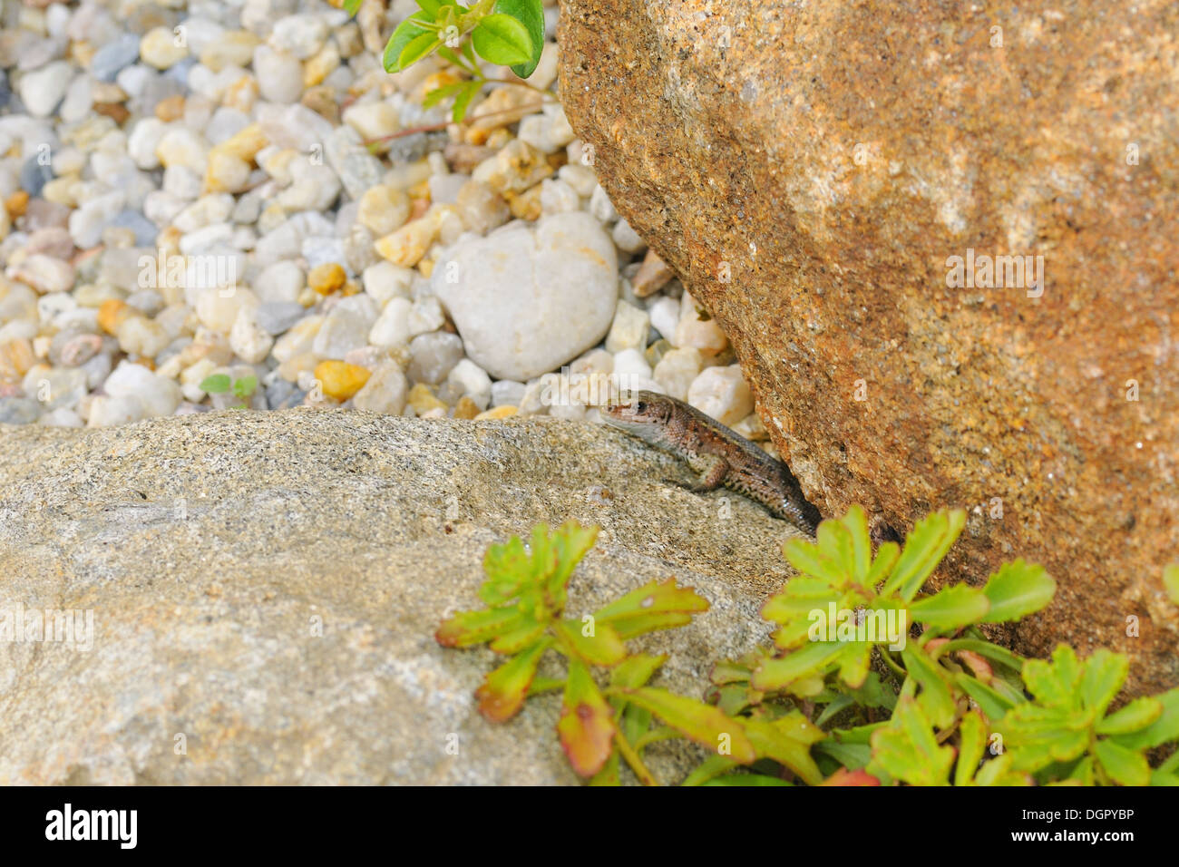 Lacertinae hi-res stock photography and images - Alamy
