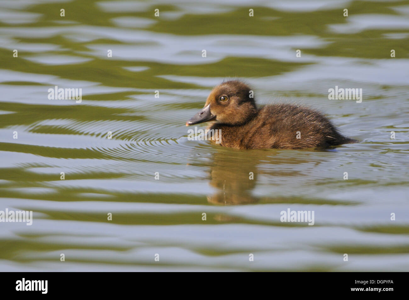 Juvenile tufted duck hi-res stock photography and images - Alamy