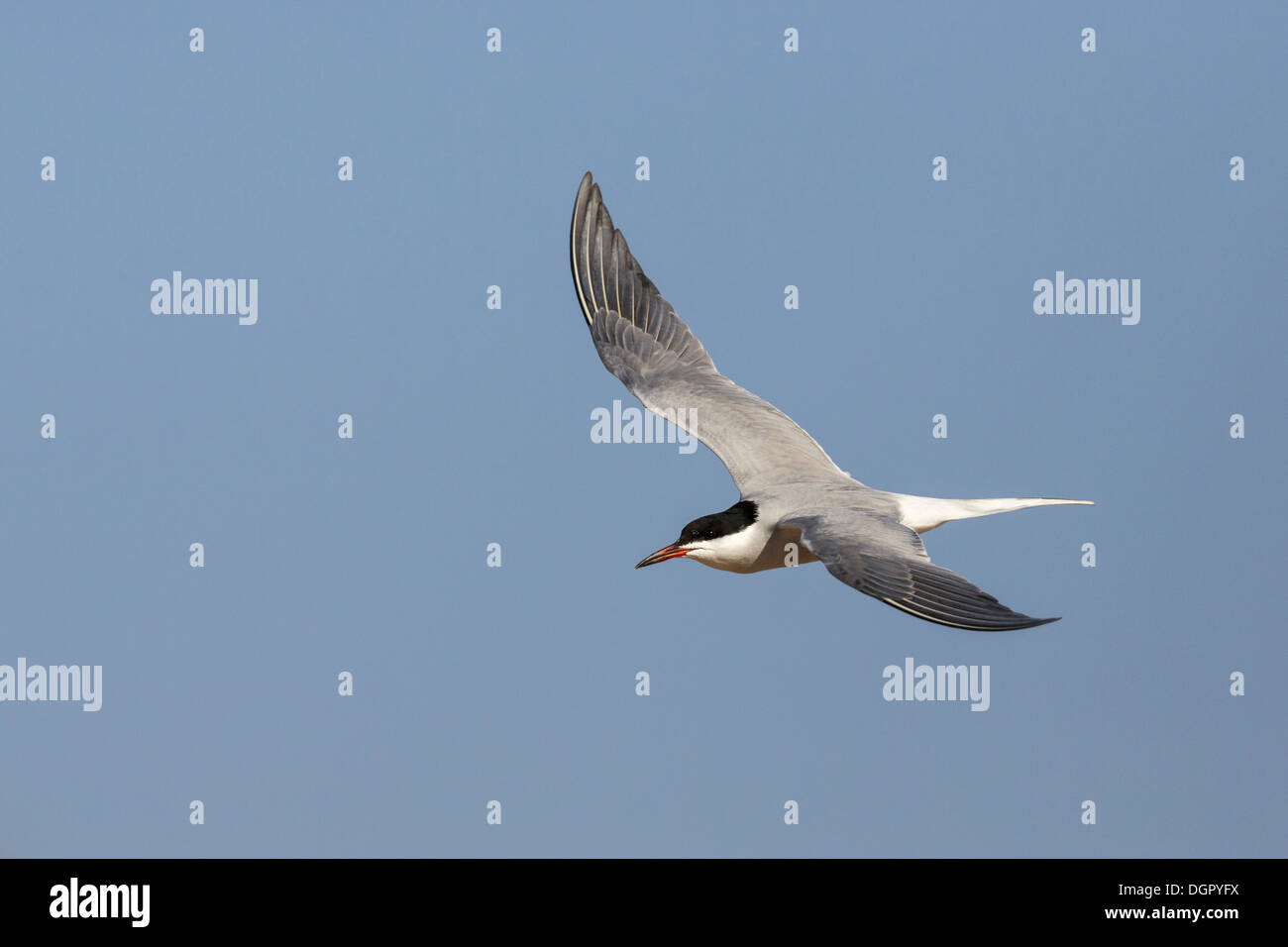 Common Tern Sterna hirundo Stock Photo - Alamy