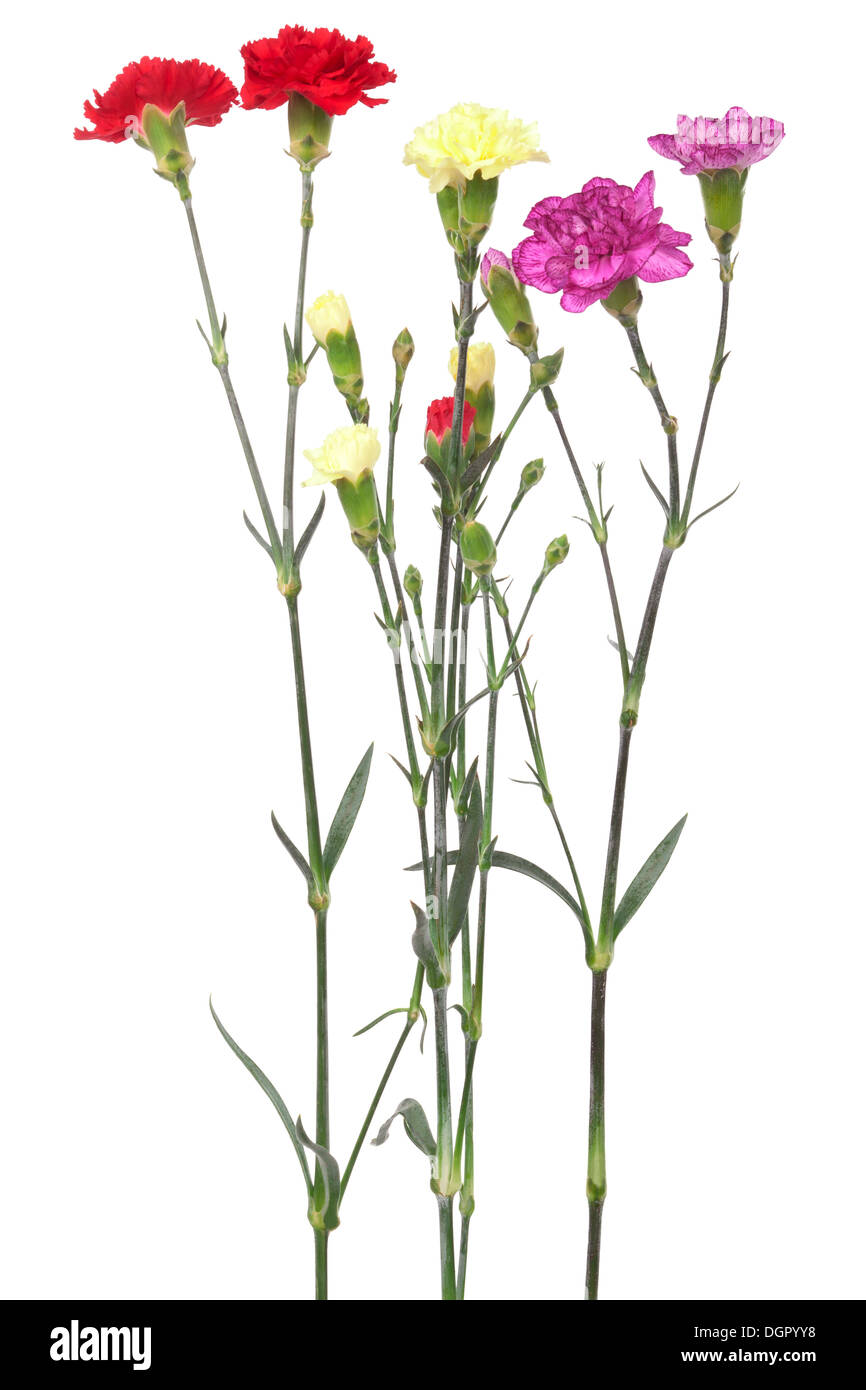 Posy of carnations hi-res stock photography and images - Alamy