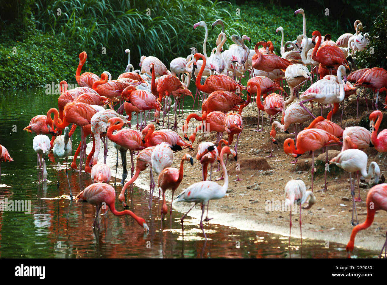 Tall image flamingo hi-res stock photography and images - Alamy