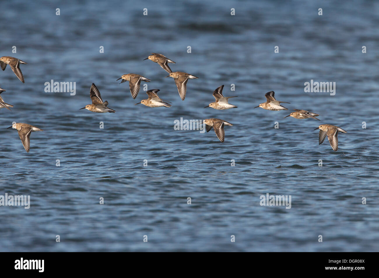Dunlin flying hi-res stock photography and images - Alamy