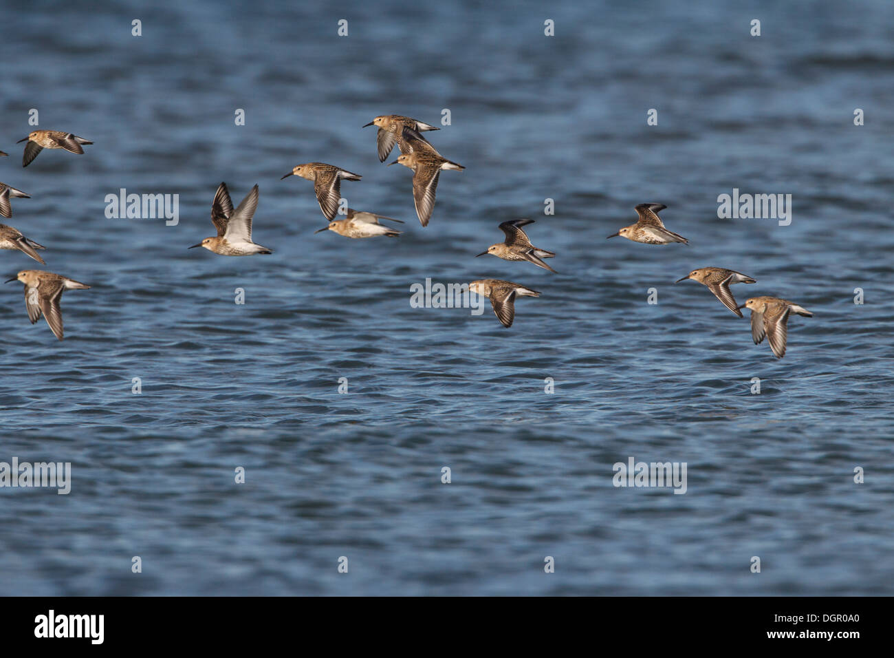 Dunlin flying hi-res stock photography and images - Alamy