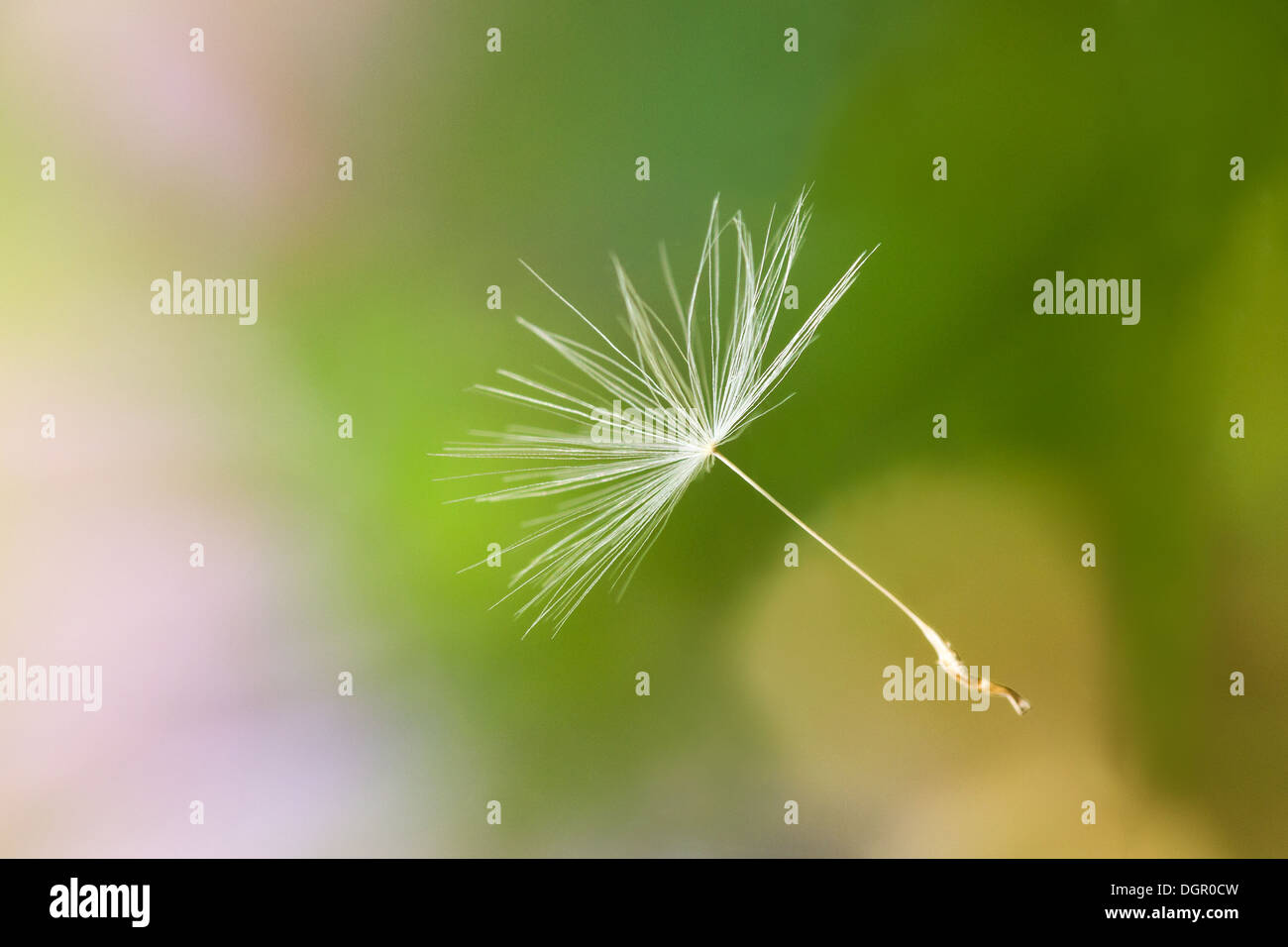 Floating seed hi-res stock photography and images - Alamy