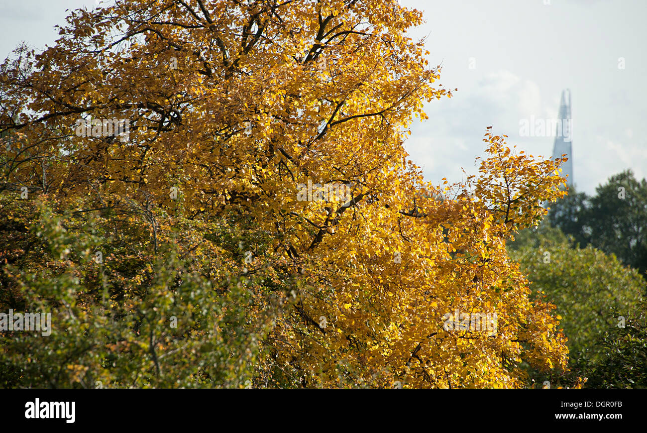 Changing colors during the Autumn season on Primrose Hill, London Stock ...