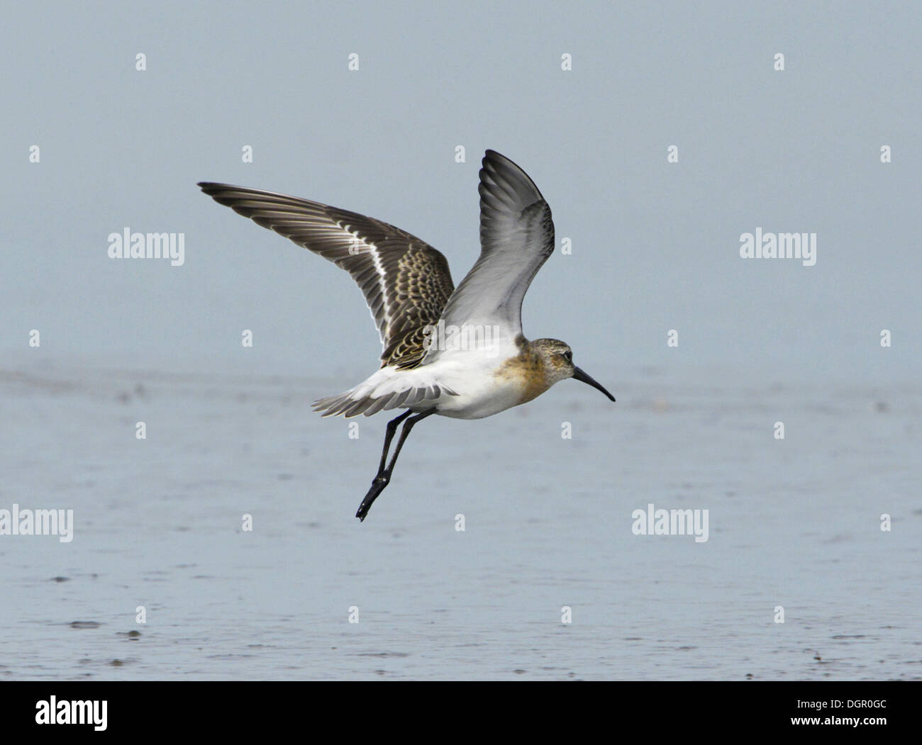 Curlew Sandpiper Calidris ferruginea Stock Photo - Alamy