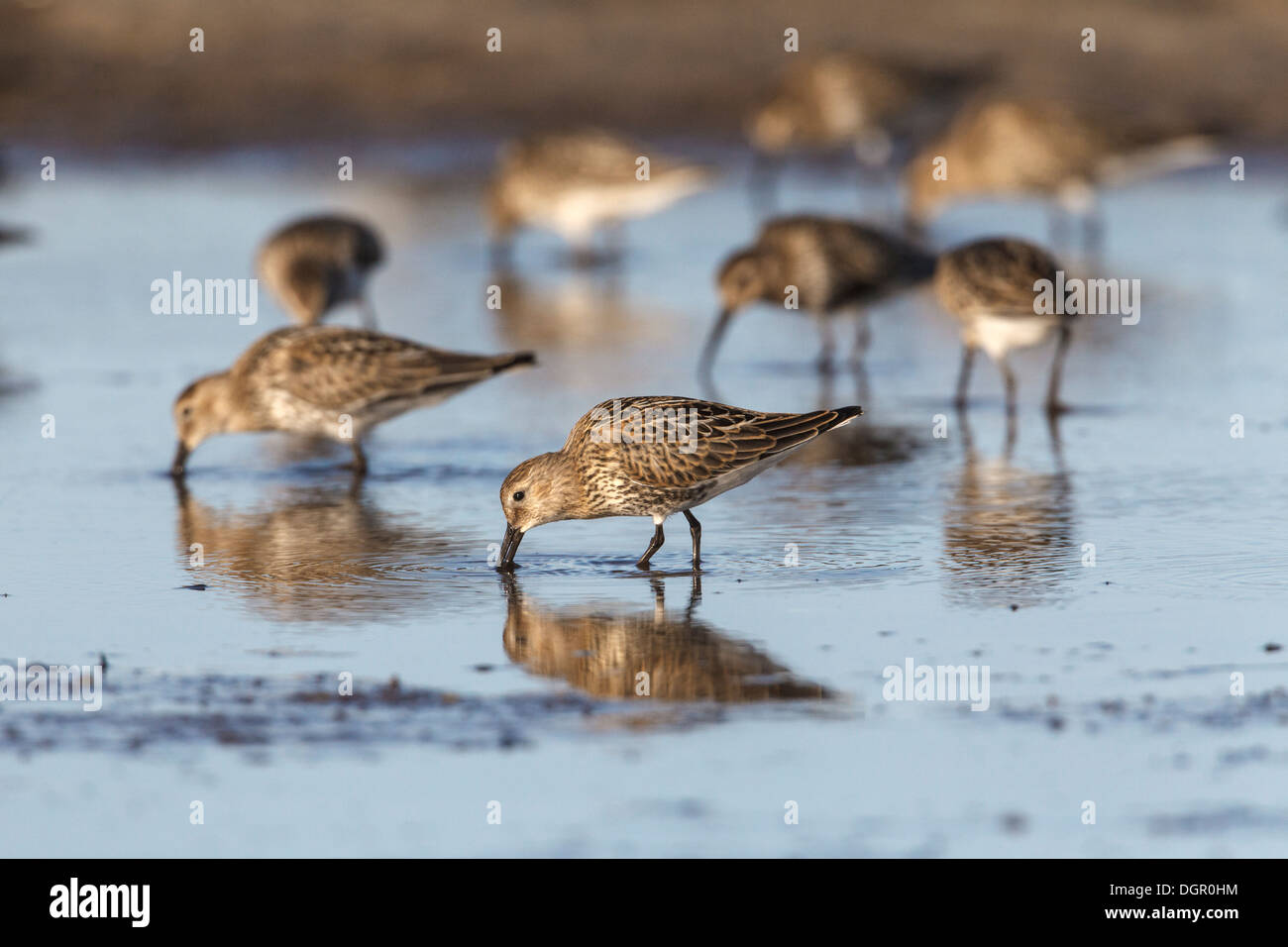 Group dunlin birds foraging hi-res stock photography and images - Alamy