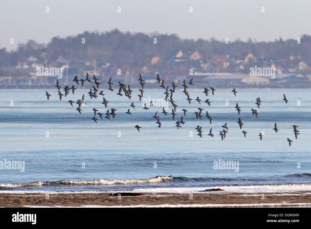 Dunlin Calidris alpina Stock Photo - Alamy