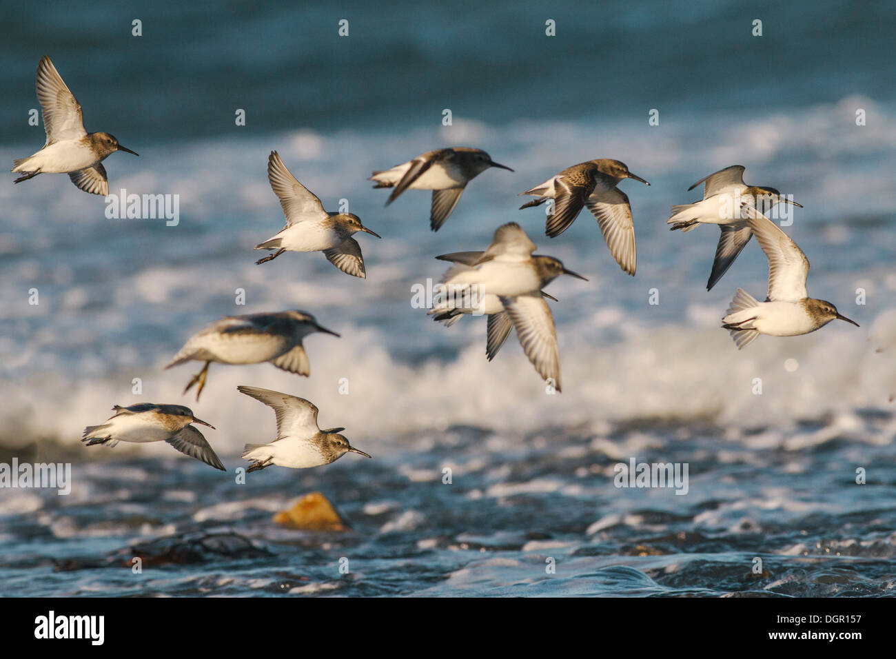Dunlin in flight hi-res stock photography and images - Alamy