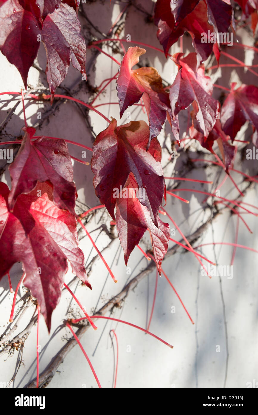 Fall Colors, empty stems Stock Photo - Alamy