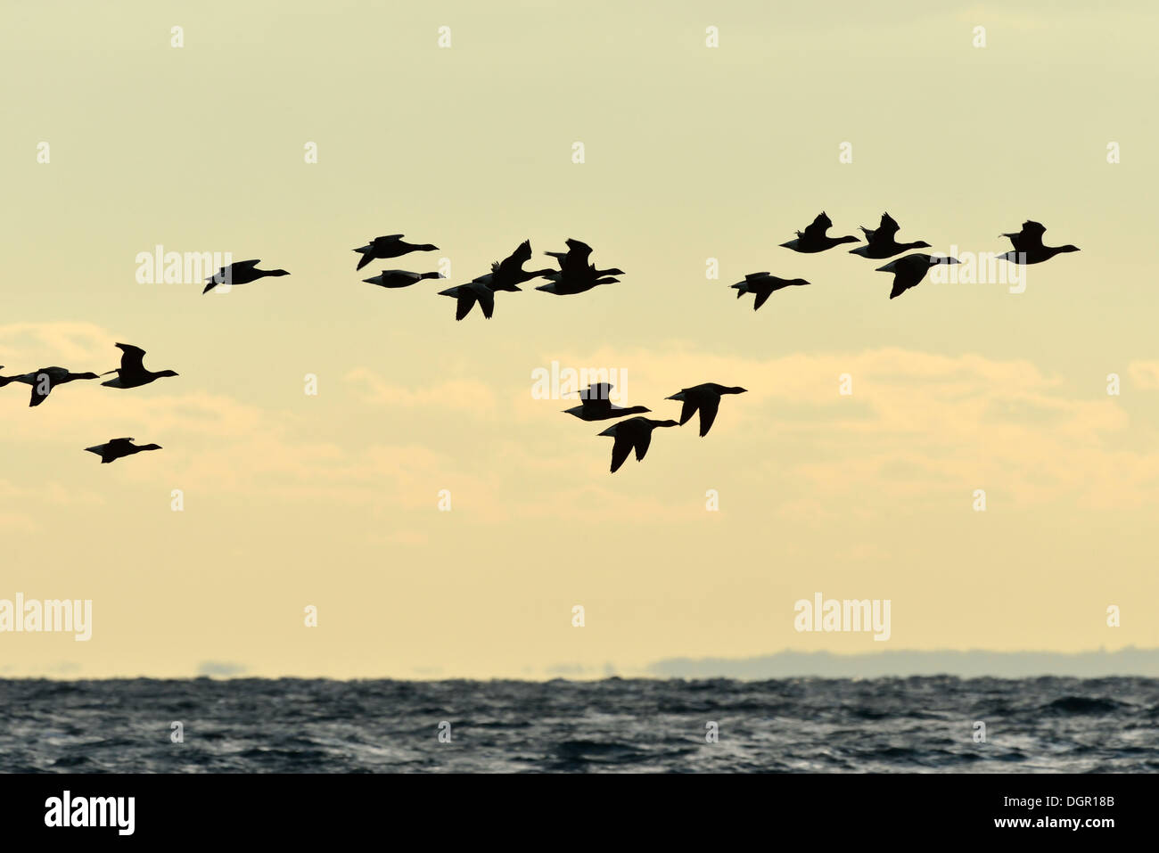 Brent Geese (Branta bernicla) migration to the south in the fairway ...