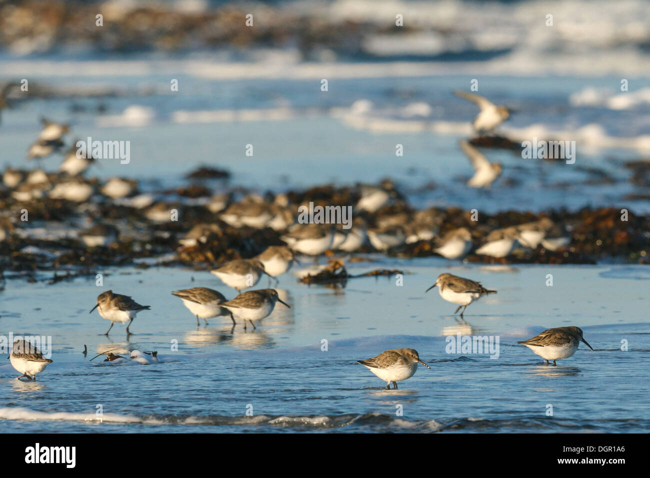 Dunlin wader waders calidris alpina flock feeding hi-res stock ...