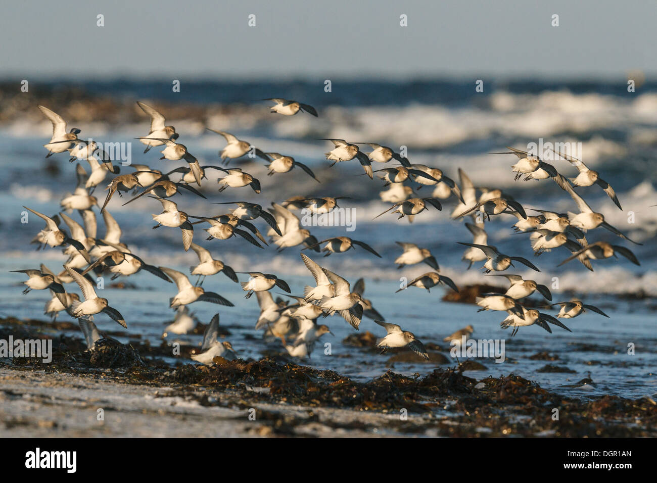 Dunlin in flight hi-res stock photography and images - Alamy