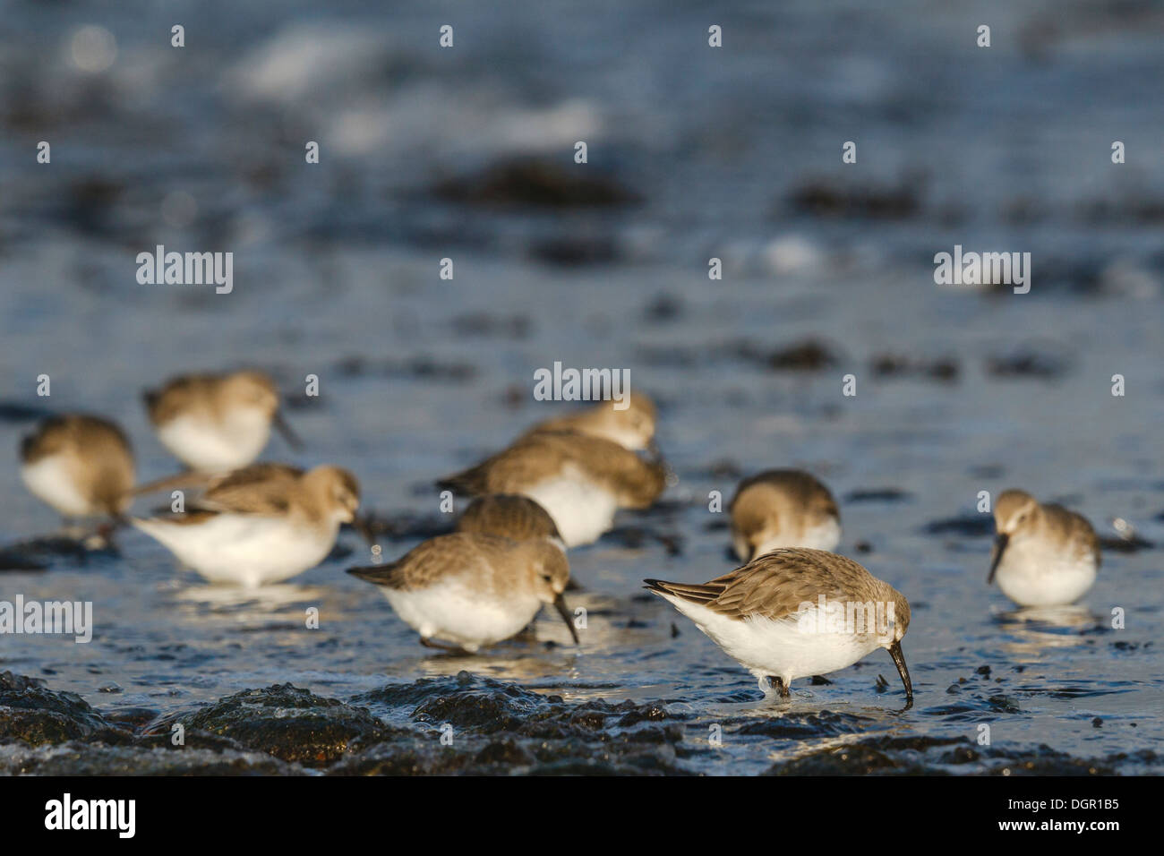 Dunlin wader waders calidris alpina flock feeding hi-res stock ...