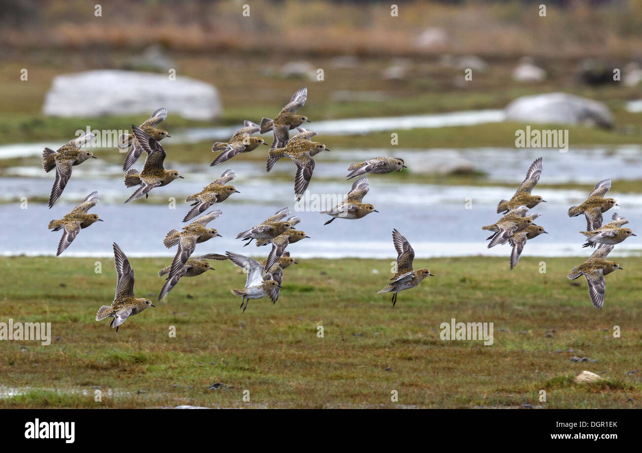Flock of golden plover in flight hi-res stock photography and images ...