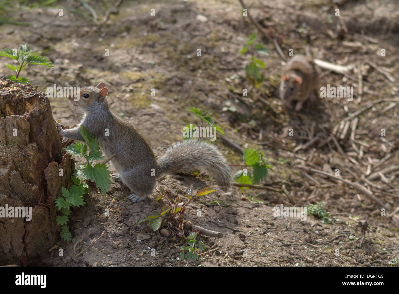 Rat looking up hi-res stock photography and images - Alamy