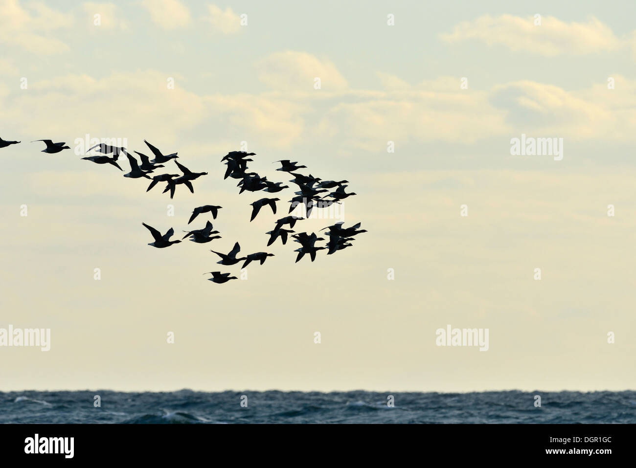Brent Geese (Branta bernicla) migration to the south Stock Photo - Alamy