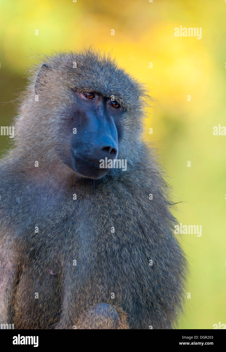 Portrait fo african baboon monkey Stock Photo - Alamy