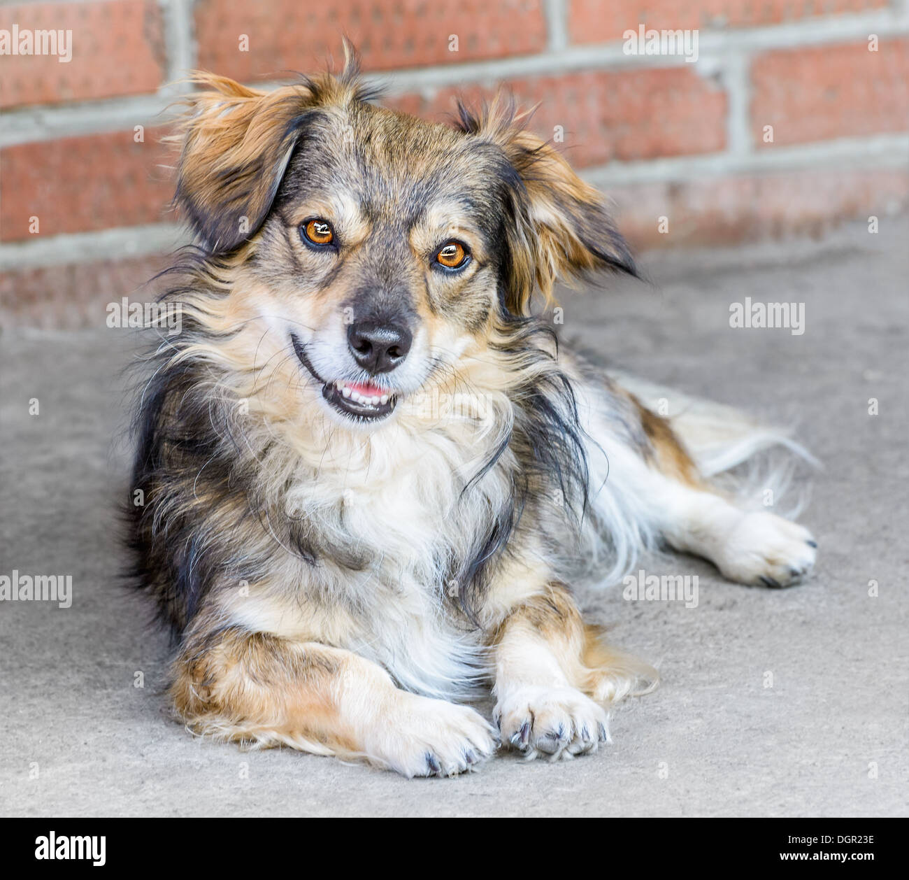 Mongrel eyes hi-res stock photography and images - Alamy