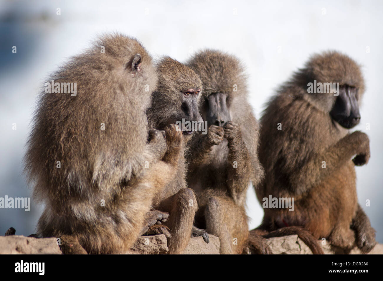 Young african male zaire hi-res stock photography and images - Alamy