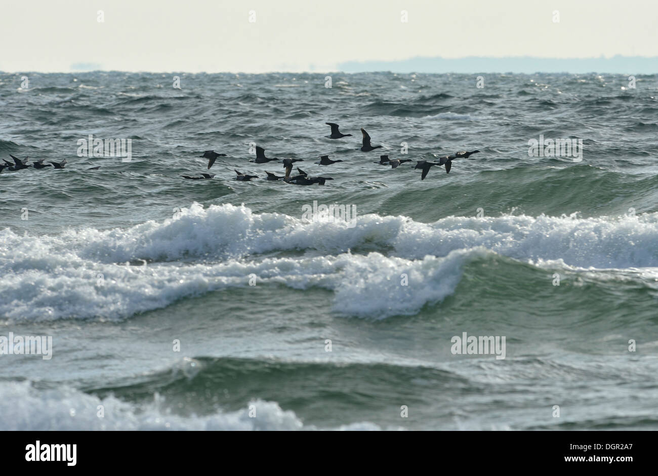 Brent Geese (Branta bernicla) migration to the south Stock Photo - Alamy