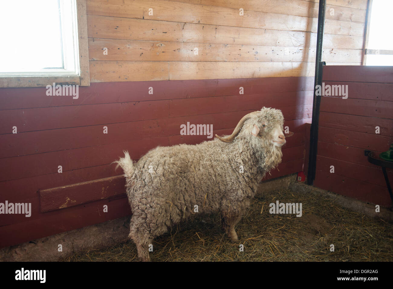 An angora goat on a farm owned by the Pilote family in Saint-Fulgence ...