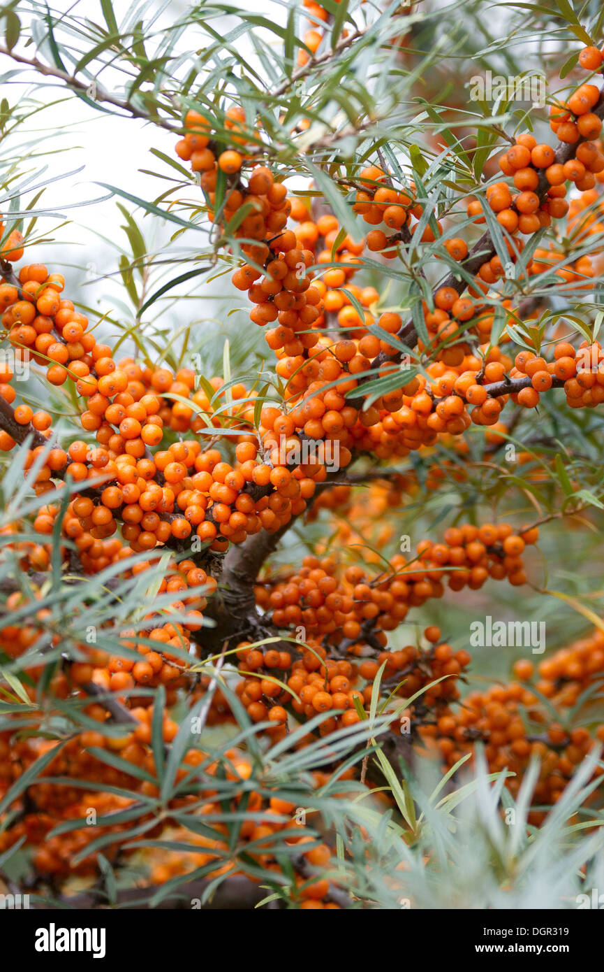 Buckthorn shrub hi-res stock photography and images - Alamy