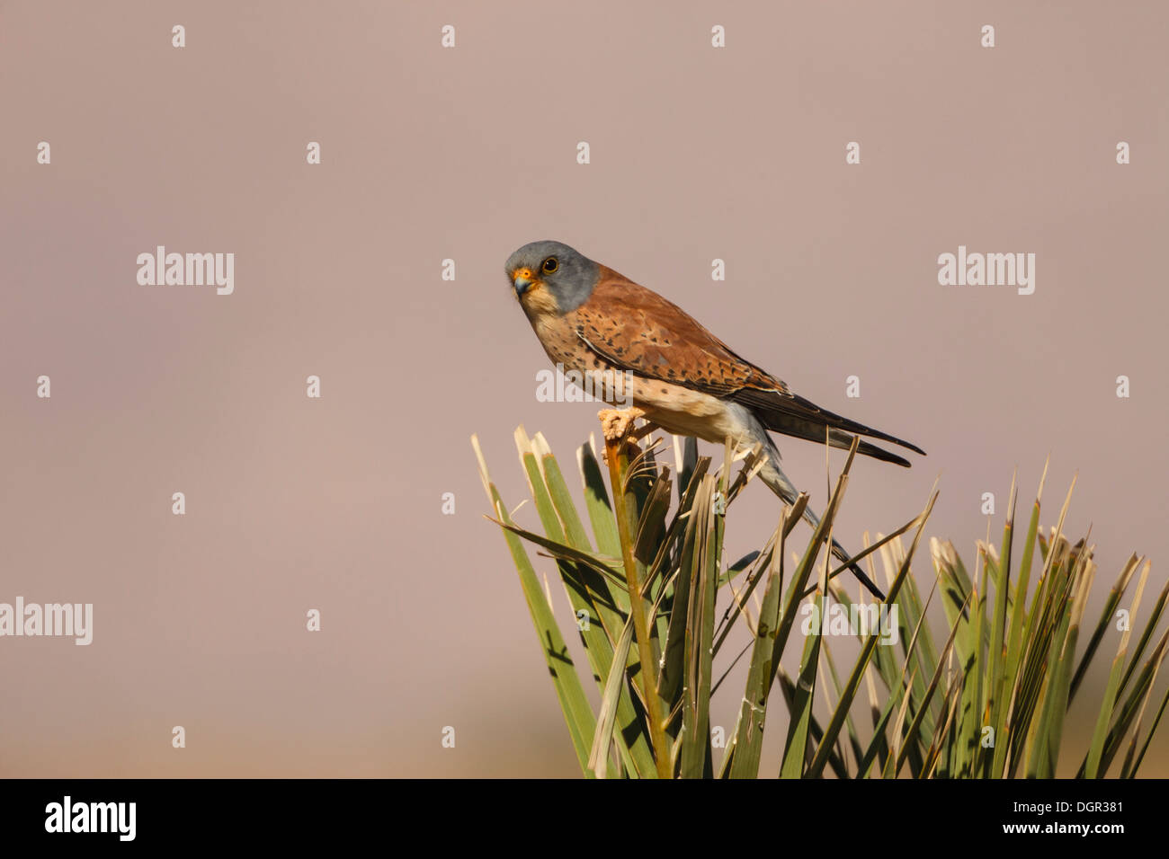 Lesser kestrel africa hi-res stock photography and images - Alamy