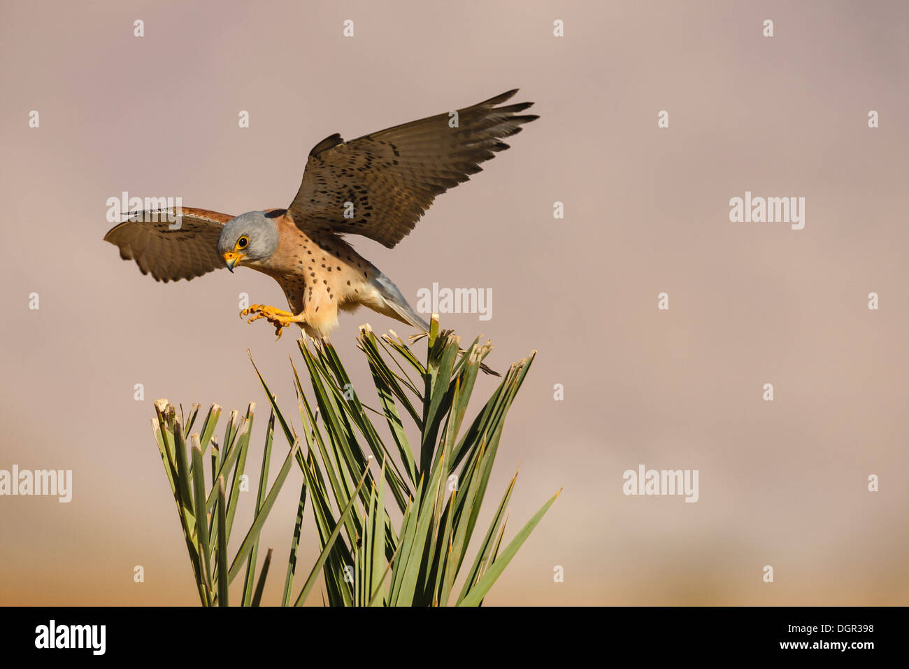 Lesser kestrel africa hi-res stock photography and images - Alamy