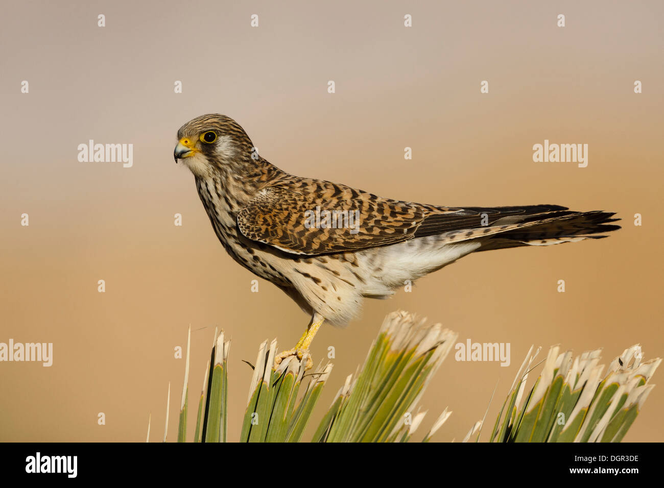 Lesser Kestrel - Falco naumanni Stock Photo - Alamy