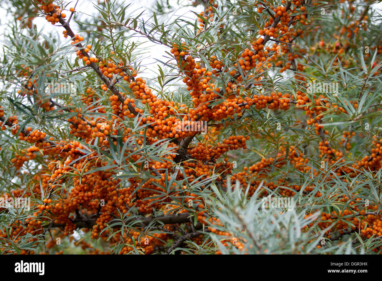 Buckthorn shrub hi-res stock photography and images - Alamy