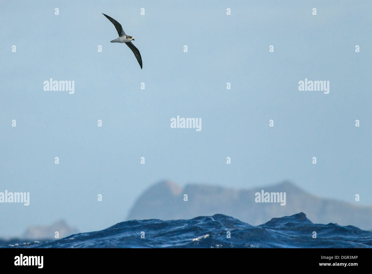 Fea's Petrel - Pterodroma feae Stock Photo - Alamy