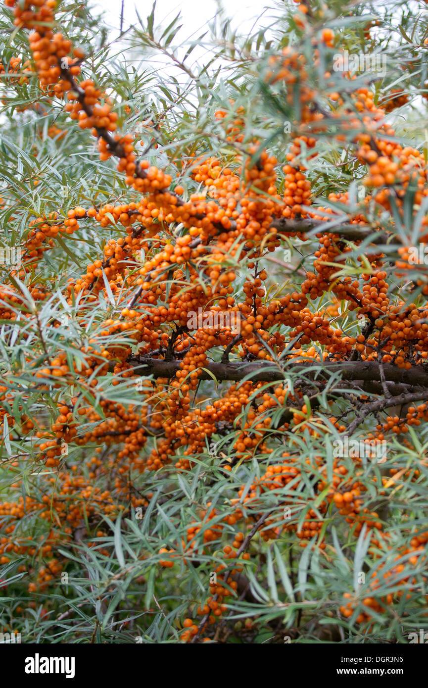 Buckthorn shrub hi-res stock photography and images - Alamy