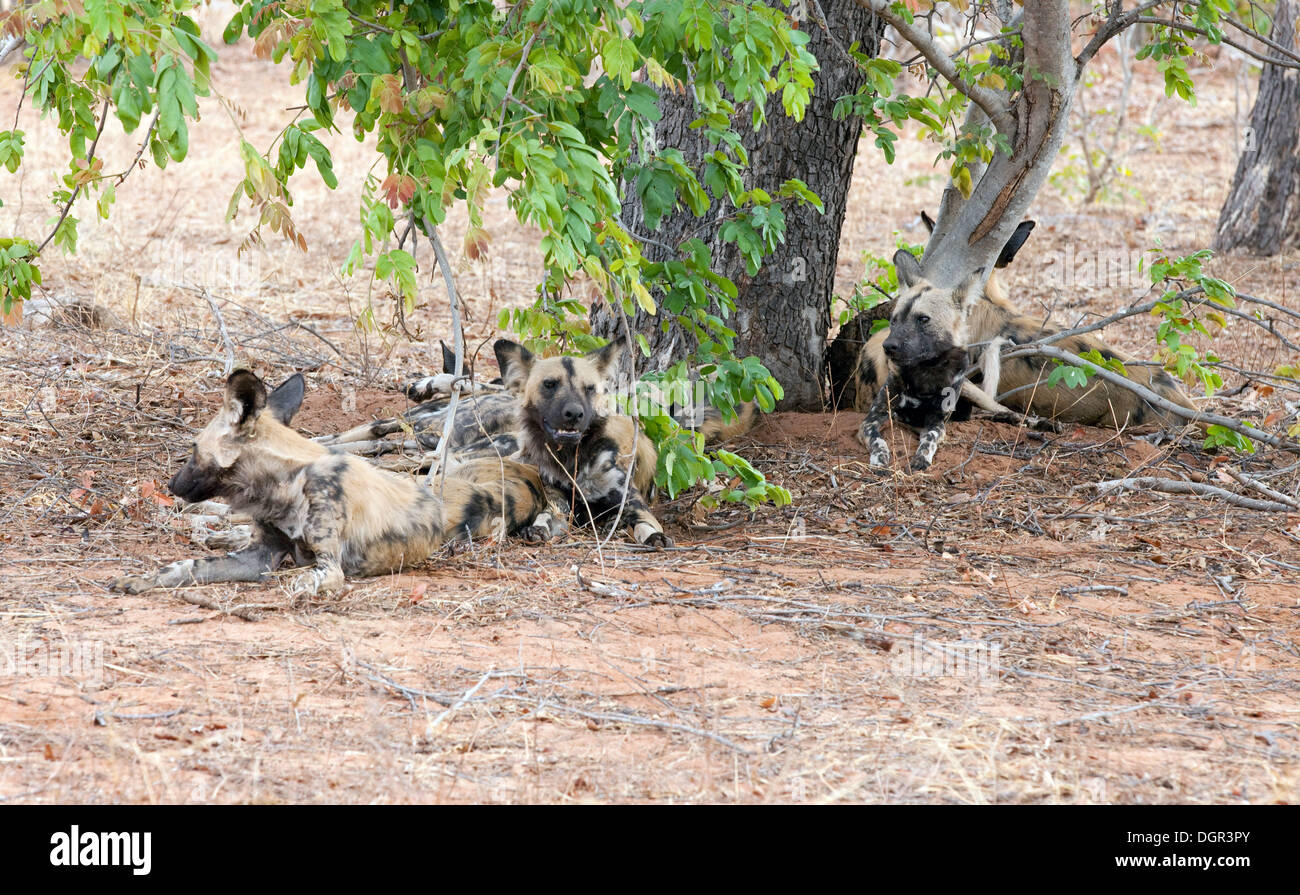 African Wild Dogs, ( Lycaon pictus ) an endangered species, Chobe ...
