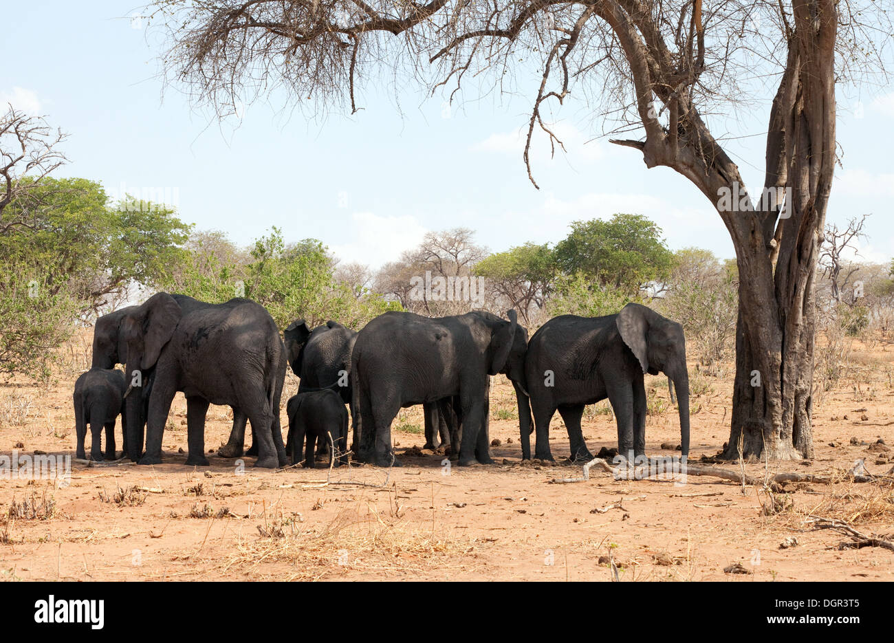 Elephants hot hi-res stock photography and images - Alamy
