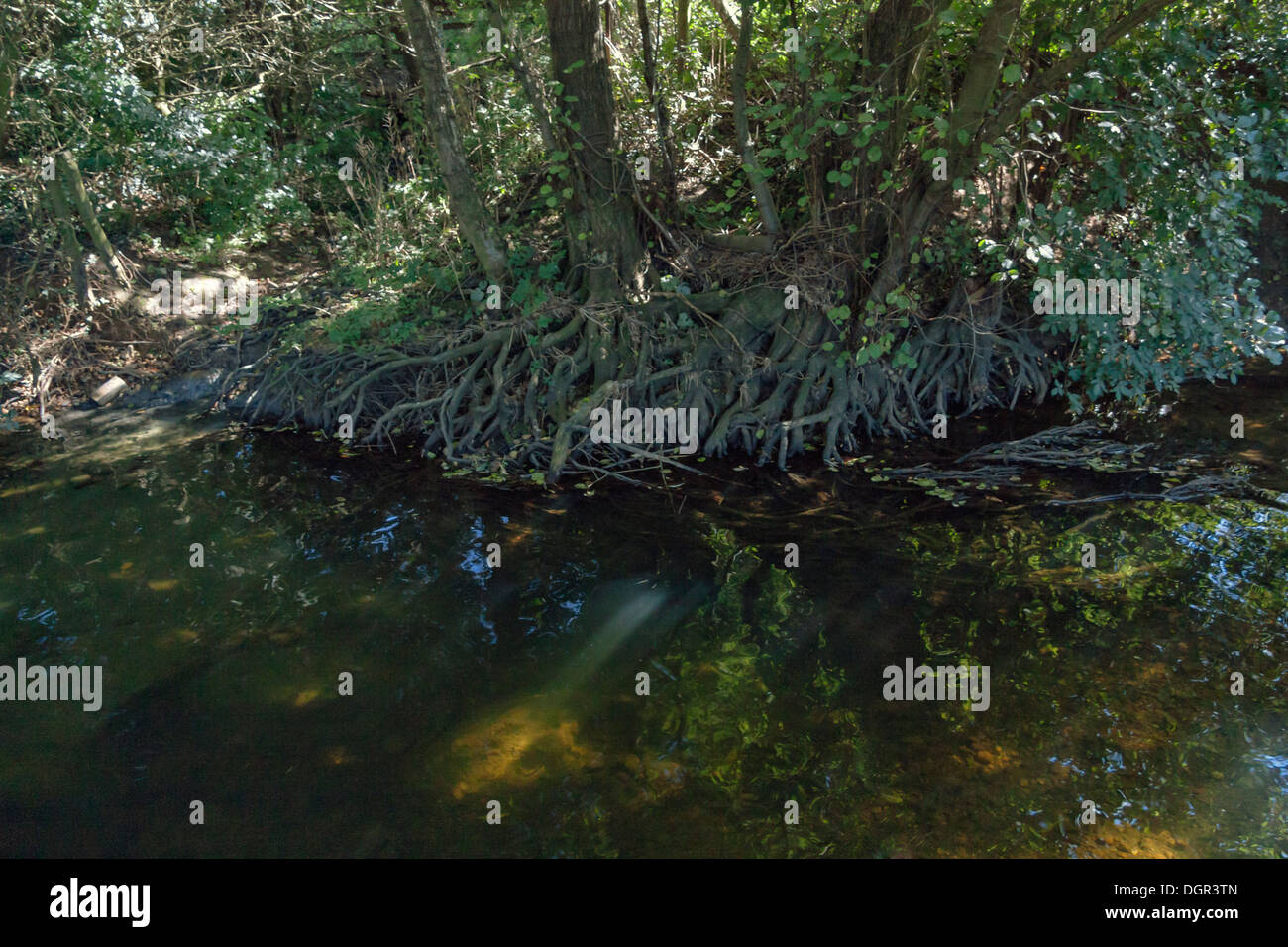 Roots of several trees by the river Stock Photo - Alamy