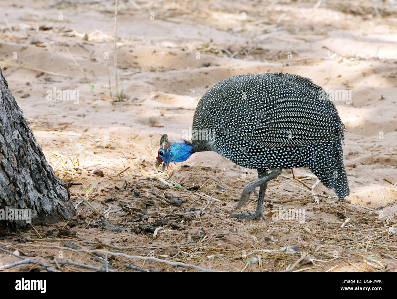 Birds Of Chobe National Park High Resolution Stock Photography and ...