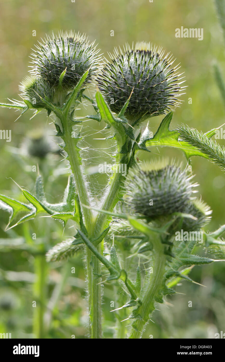 Hair thistle hi-res stock photography and images - Alamy