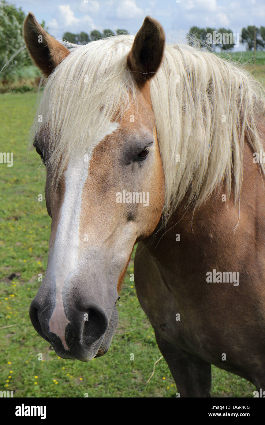 Haflinger stallion hi-res stock photography and images - Alamy