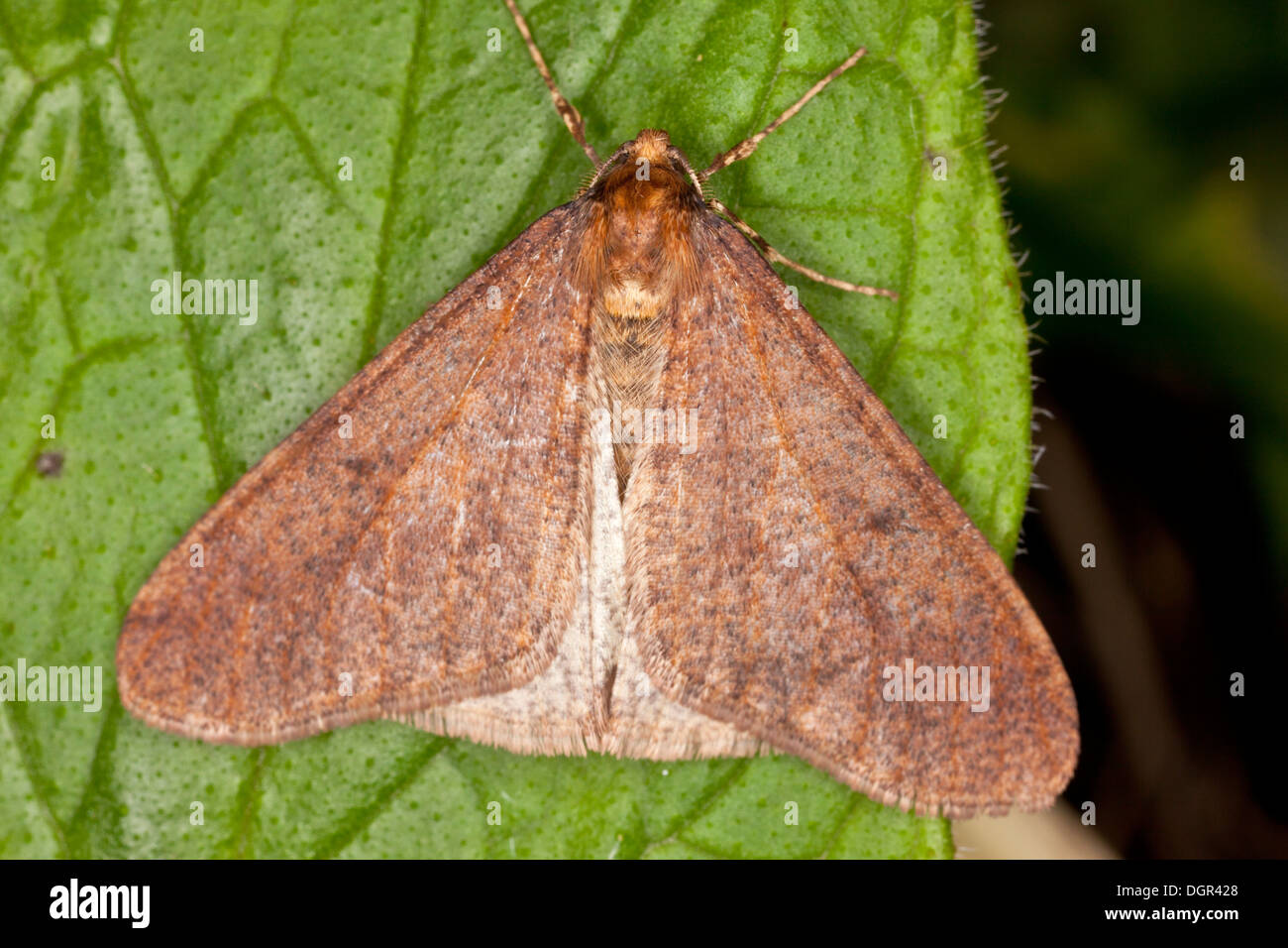 Male Winter moth, Operophtera brumata, dark form Stock Photo - Alamy