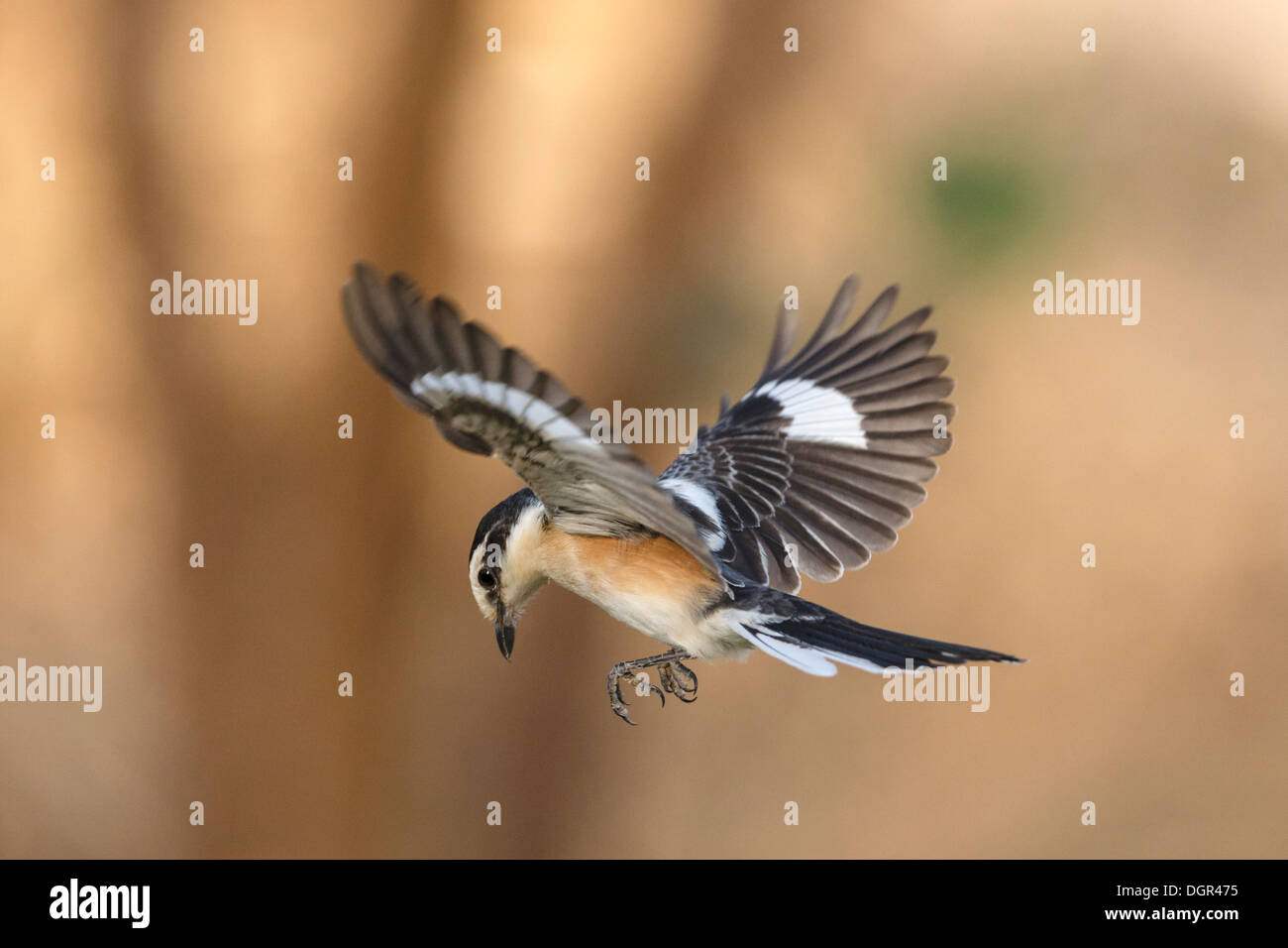 Masked Shrike - Lanius nubicus Stock Photo - Alamy