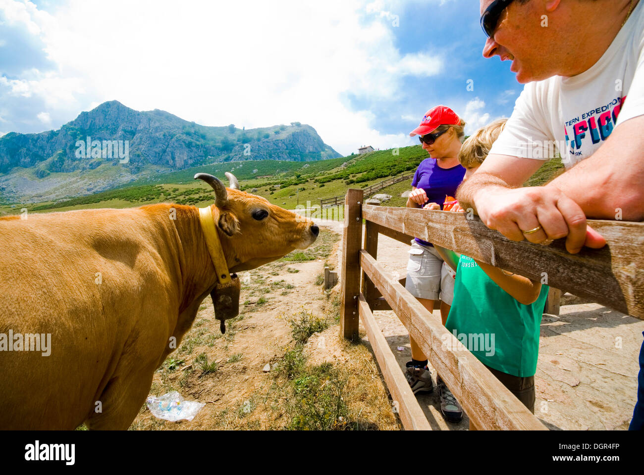 Family with friendly cow Stock Photo - Alamy