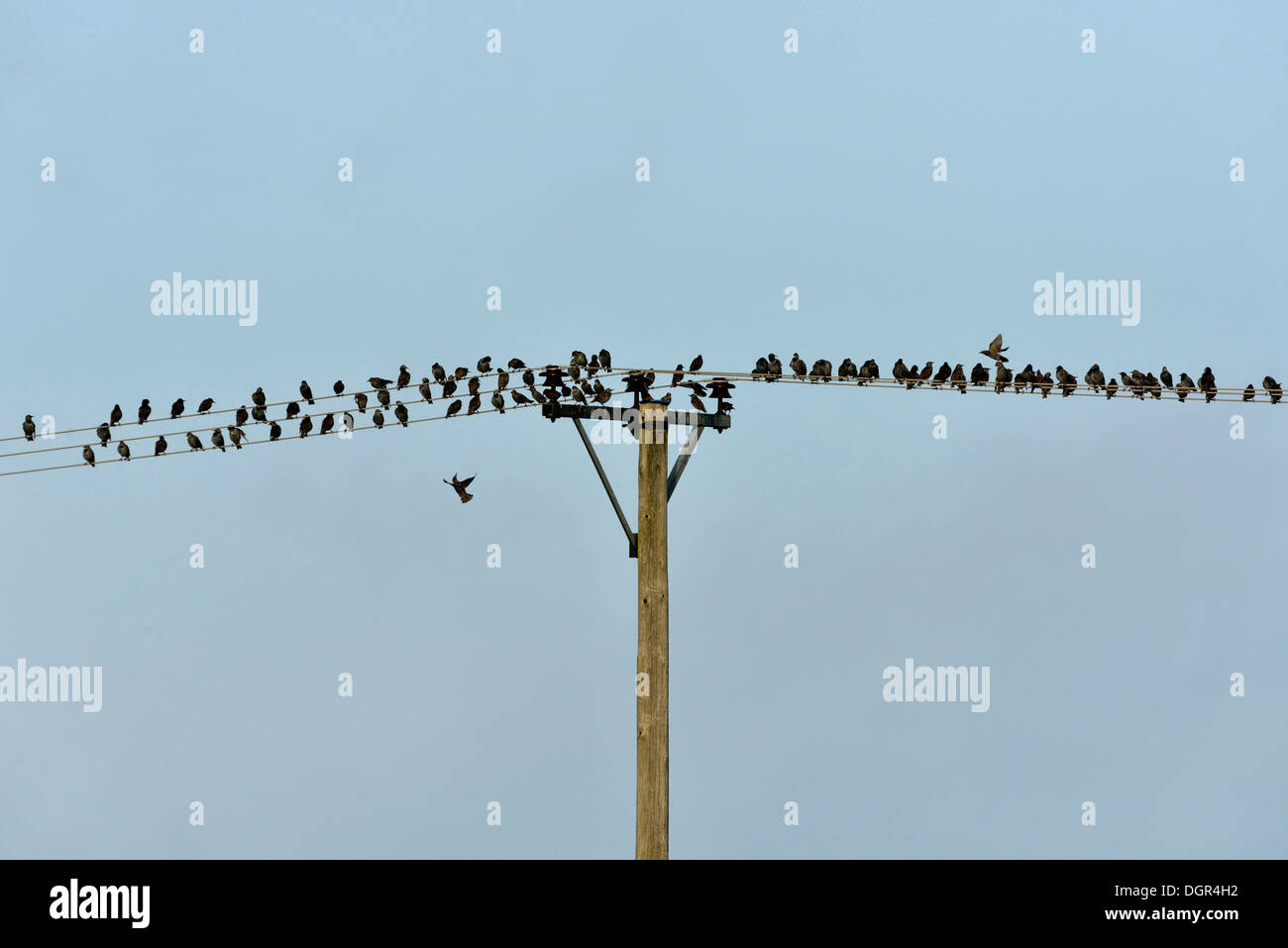 Starlings (Sturnus vulgaris) resting on an electrical cable Stock Photo ...