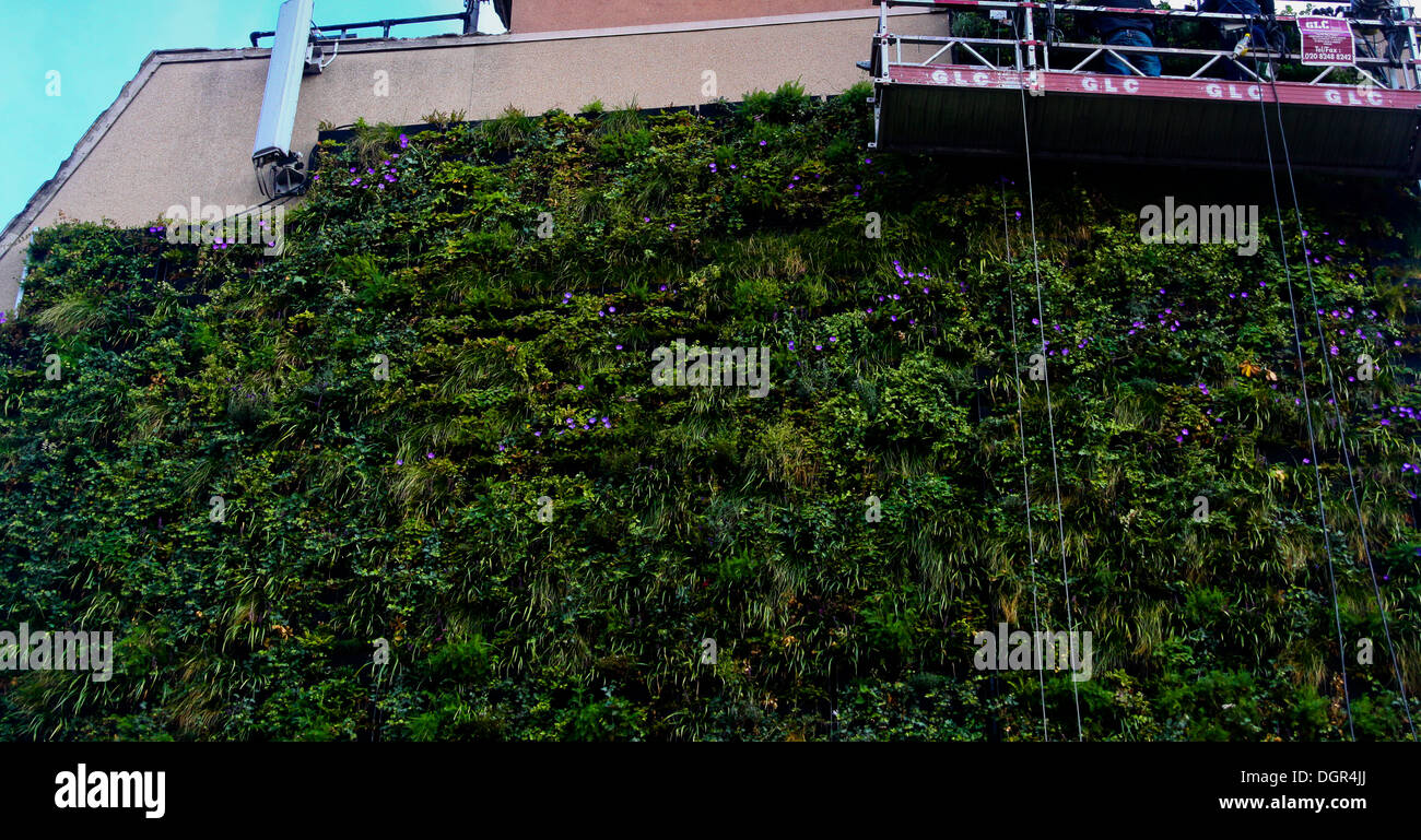 Vertical hanging garden on gable wall of building Stock Photo - Alamy