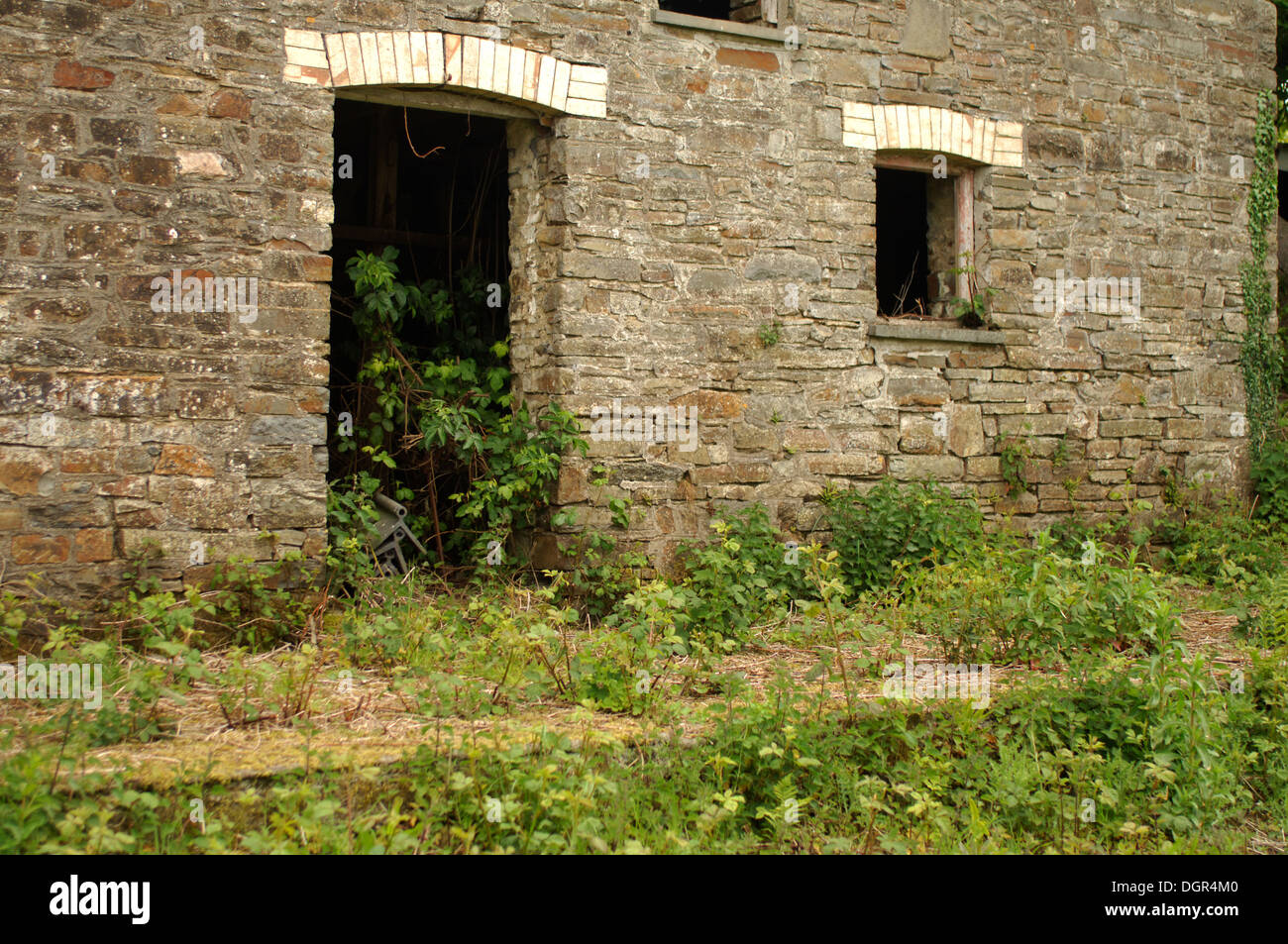Old Welsh farm building built of stone with weeds growing in front of ...