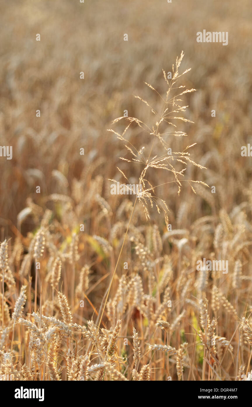 Summerfield hi-res stock photography and images - Alamy