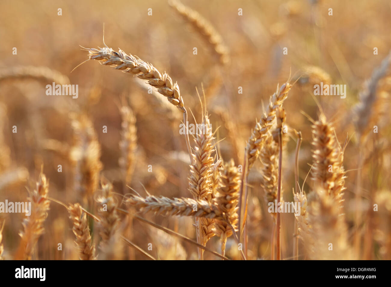 Summerfield farm hi-res stock photography and images - Alamy