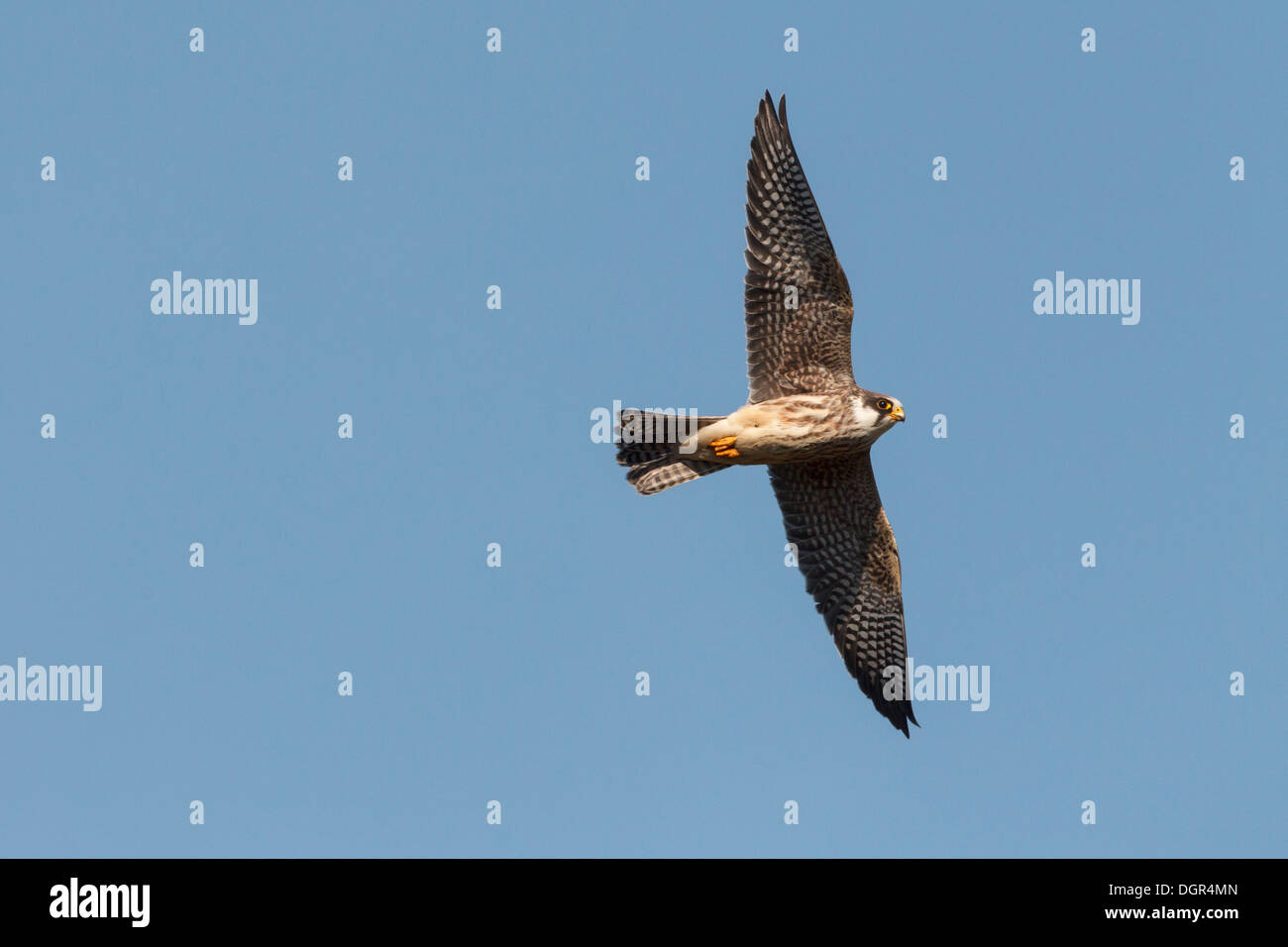 Asian Falcon High Resolution Stock Photography and Images - Alamy